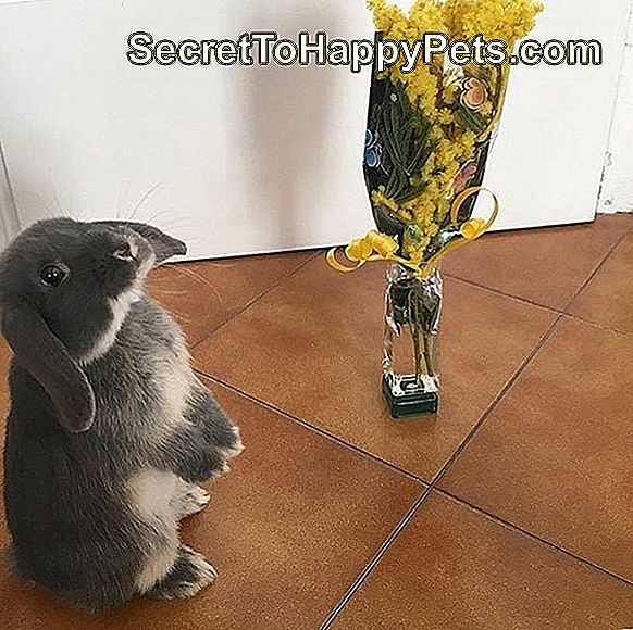 19 Conejitos Memes Y Fotos Que Calentarán Tu Corazón 🐶 Es ...