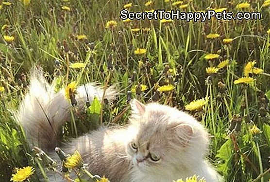 19 Fotos, Die Beweisen, Dass Katzen Tatsächlich Lieblinge Sind 🐶 De ...