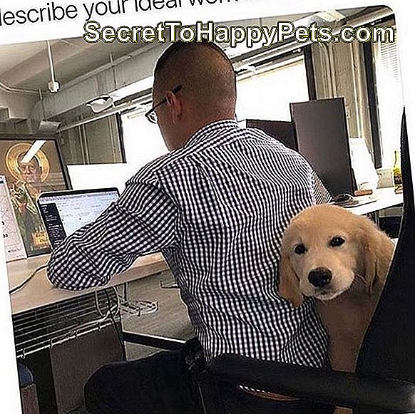 20 Memes De Chien Qui Sont Très Fiables 🐶 Fr.SecretToHappyPets.com