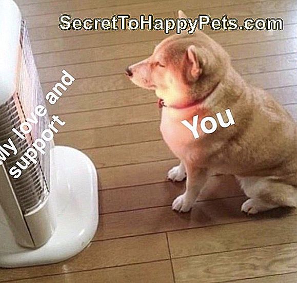 20 Memes De Chien Qui Sont Très Fiables 🐶 Fr.SecretToHappyPets.com