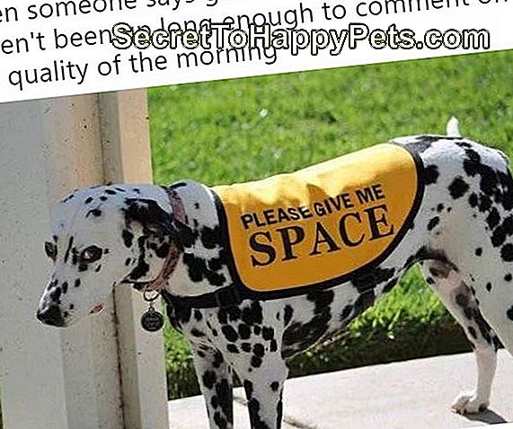20 Memes De Chien Qui Sont Très Fiables 🐶 Fr.SecretToHappyPets.com