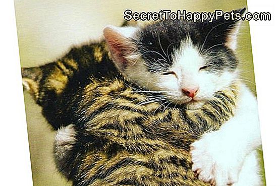 24 Foto'S En Gif'S Van Katten Die Andere Katten Knuffelen Die Je Hart ...