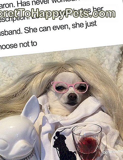 Solo 23 Cani Ridicoli Bio Memes Che Sono Troppo Dannati 🐶 It ...