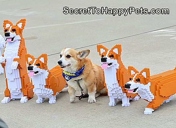 Estas Esculturas De Lego De Gatos Y Perros De Tamaño Real Harán Volar ...