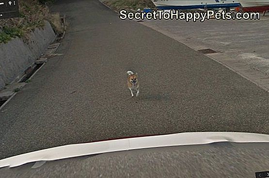 Este Perro Que Persigue Un Automóvil De Street View Es Lo Más Lindo En ...