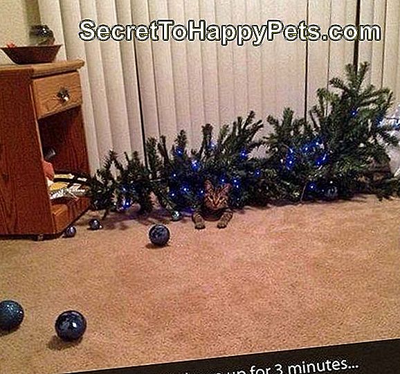 Wreck The Halls: 12 Pictures Of Cats Destorning Christmas Trees 🐶 Nl ...