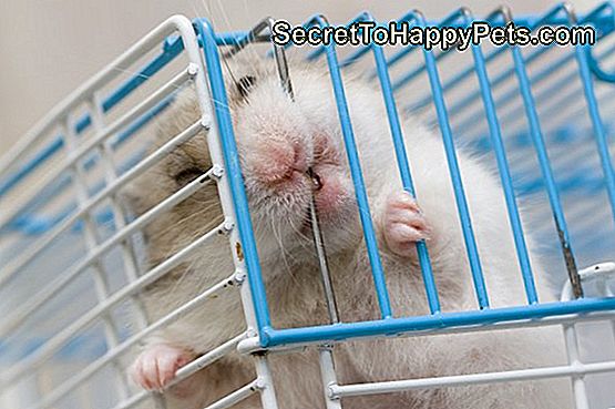 Allergier Mot Hamster 🐶 No.SecretToHappyPets.com