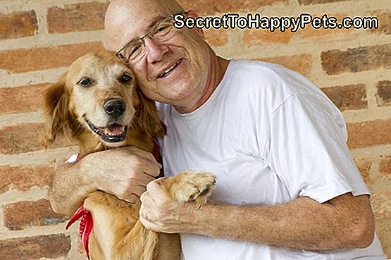 Calcinosis Circumscripta Hos Hunde 🐶 Da.SecretToHappyPets.com