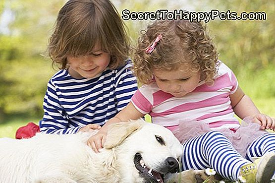 Calcinosis Circumscripta Hos Hunde 🐶 Da.SecretToHappyPets.com
