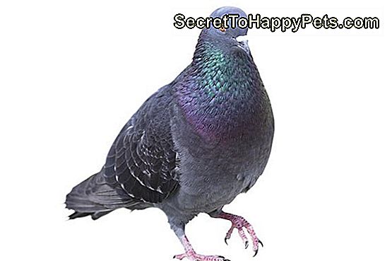 Verschil Tussen Mannelijke En Vrouwelijke Duiven 🐶 Nl.SecretToHappyPets.com