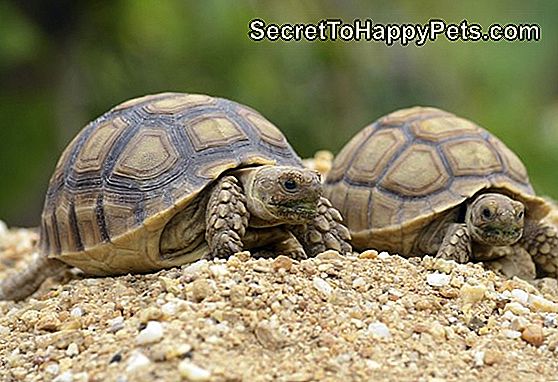 La Diferencia Entre Tortugas Sulcata Macho Y Hembra 🐶 Es ...