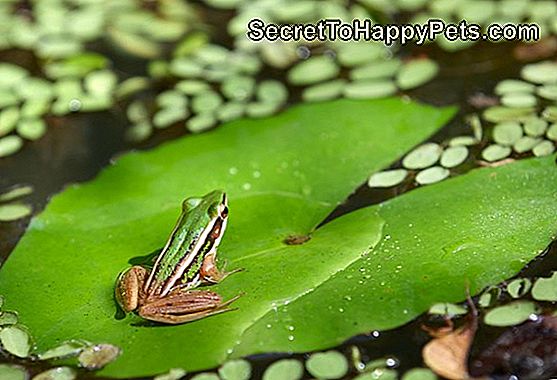 Hábitat De Ranas Y Adaptaciones 🐶 Es.SecretToHappyPets.com