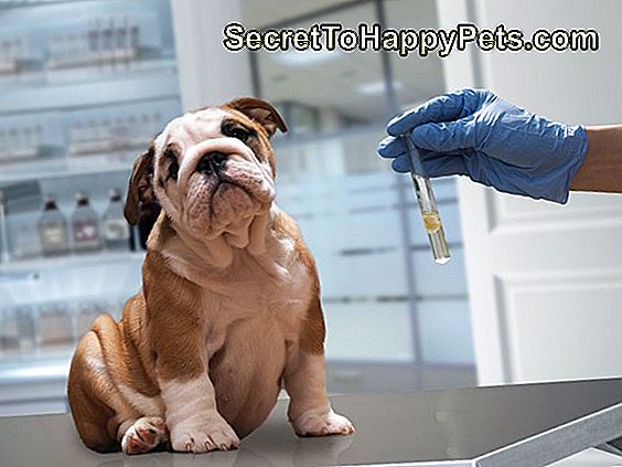 Glomerulonefritis En Perros 🐶 Es.SecretToHappyPets.com