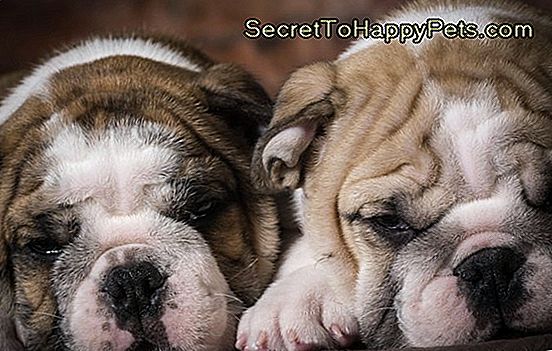 Histiozytome Bei Hunden 🐶 De.SecretToHappyPets.com