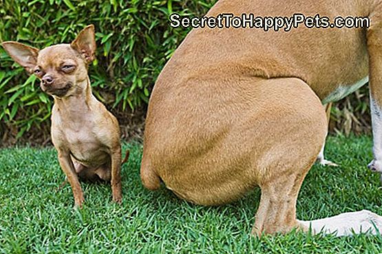 Bir Köpeğin Poposu Nasıl Temizlenir 🐶 Tr.SecretToHappyPets.com