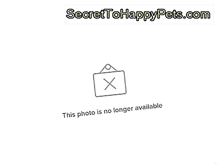 Cicatrices Queloides En Perros 🐶 Es.SecretToHappyPets.com