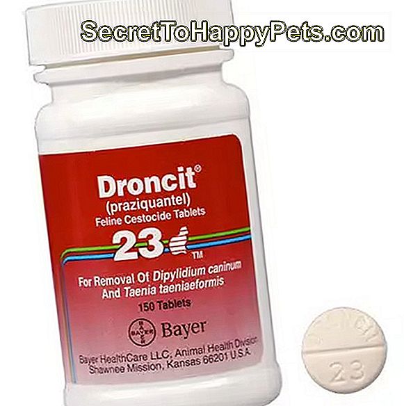 Dosis De Praziquantel Para Gatos 🐶 Es.SecretToHappyPets.com