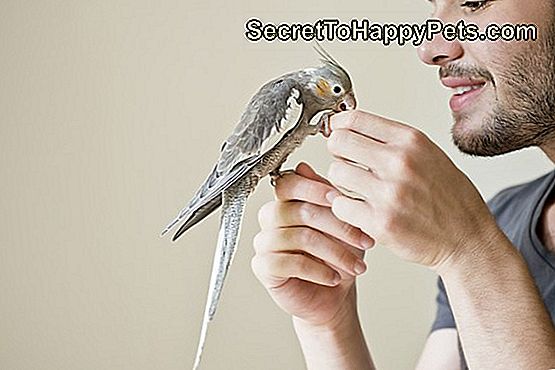 Signes Qu'Un Oiseau Est Heureux 🐶 Fr.SecretToHappyPets.com