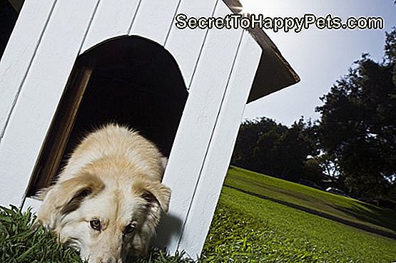Síntomas Del Cólico En Un Perro 🐶 Es.SecretToHappyPets.com