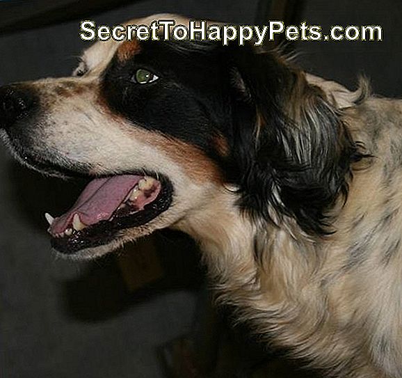 Qué Regalar A Un Perro Por Moco Grave Y Vómitos 🐶 Es.SecretToHappyPets.com